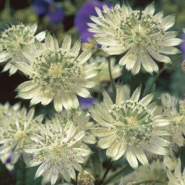 Astrantia major Snow Star 9 cm Topf günstig kaufen - Meingartenshop.de