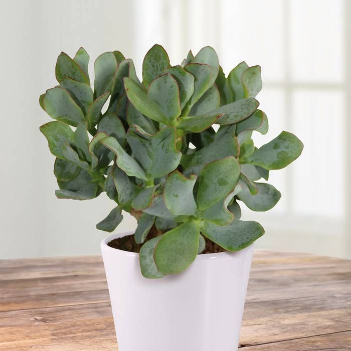 Dickblatt Crassula arborescens günstig kaufen - Meingartenshop.de