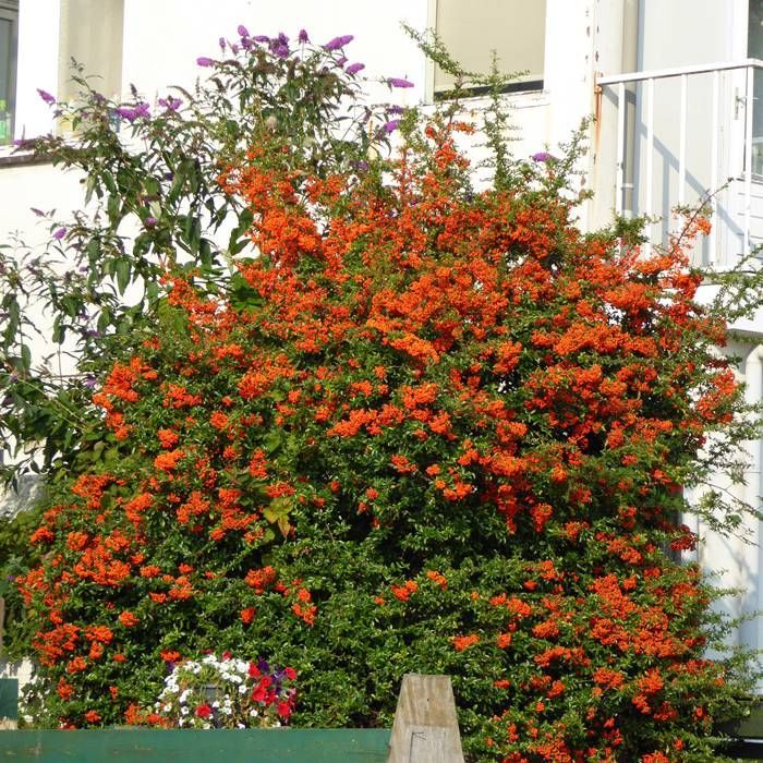 Pyracantha Firelight 9 cm günstig kaufen - Meingartenshop.de
