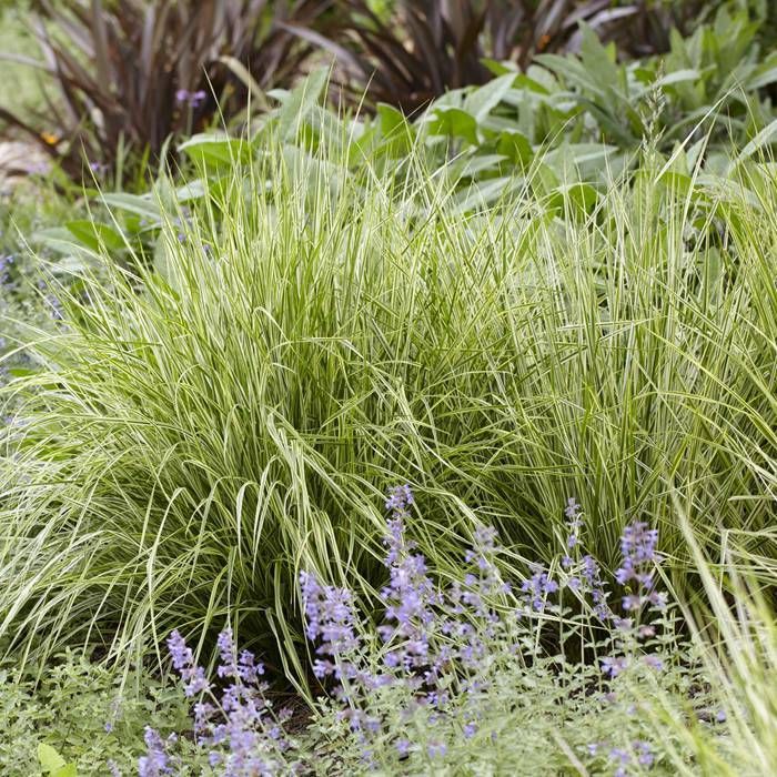 Reitgras Calamagrostis Acutiflora günstig kaufen - Meingartenshop.de