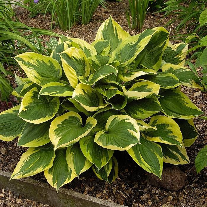 Hosta Anne günstig kaufen - Meingartenshop.de