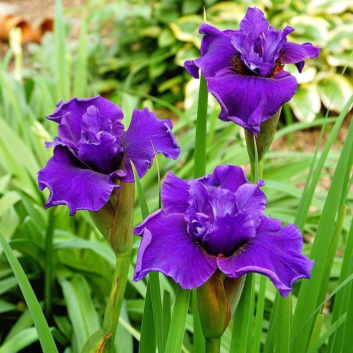 Iris sibirica Ruffled Plus x 3 günstig kaufen - Meingartenshop.de