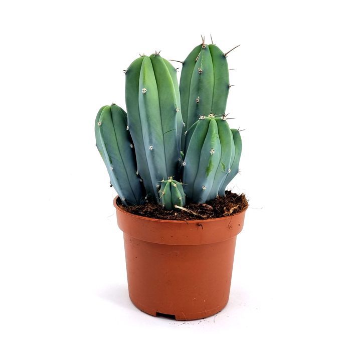 Myrtillocactus geometrizans 10.5 cm Topf günstig kaufen - Meingartenshop.de