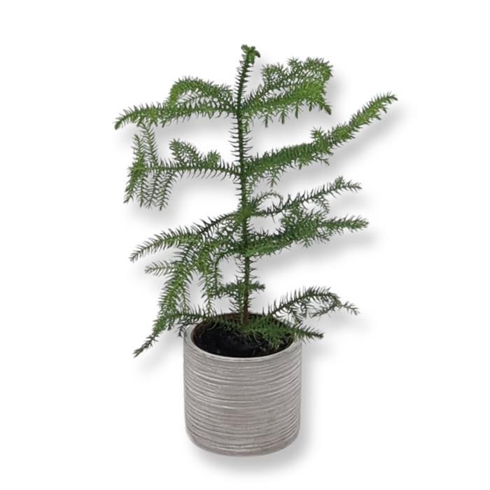 Zimmertanne Araucaria Heterophylla günstig kaufen - Meingartenshop.de