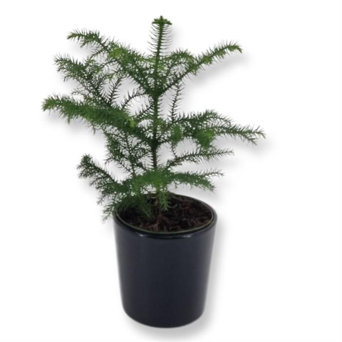 Zimmertanne Araucaria Heterophylla günstig kaufen - Meingartenshop.de