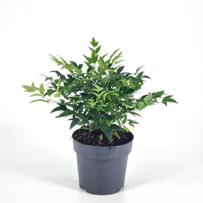 Nandina domestica 'Lemon lime' 15 cm Topf günstig kaufen ...